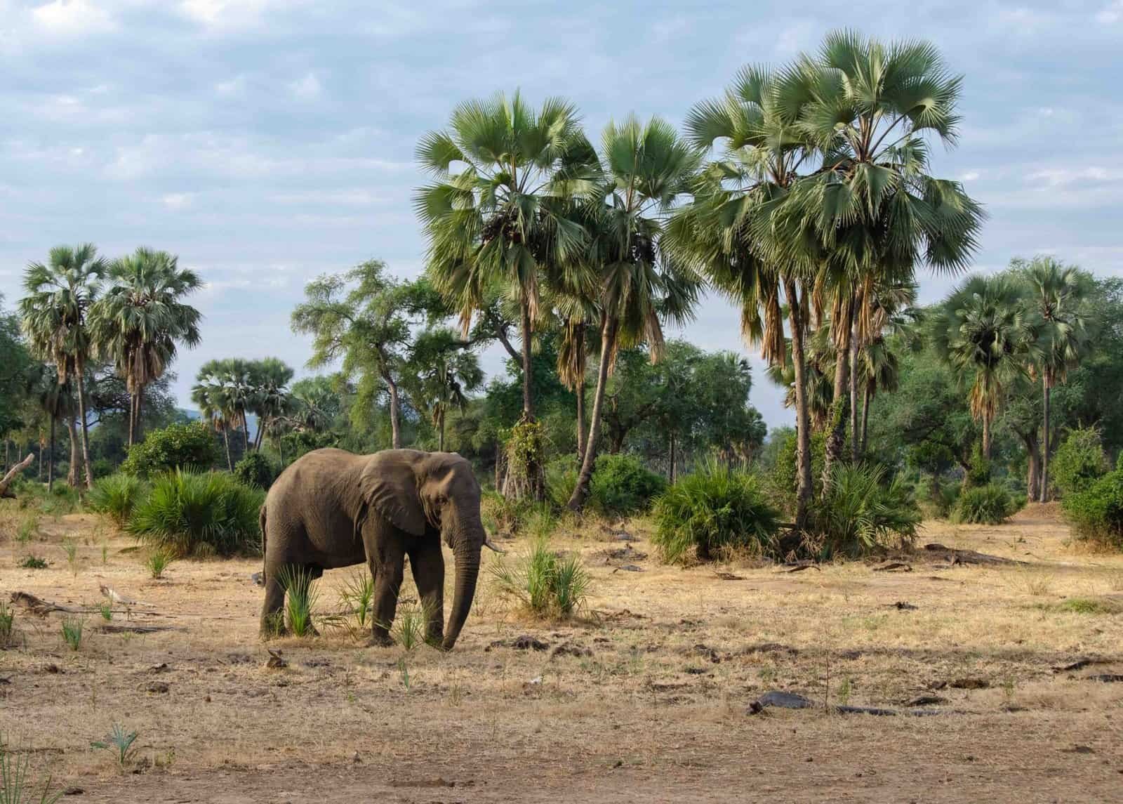 The Complete Guide To Lower Zambezi National Park In Zambia