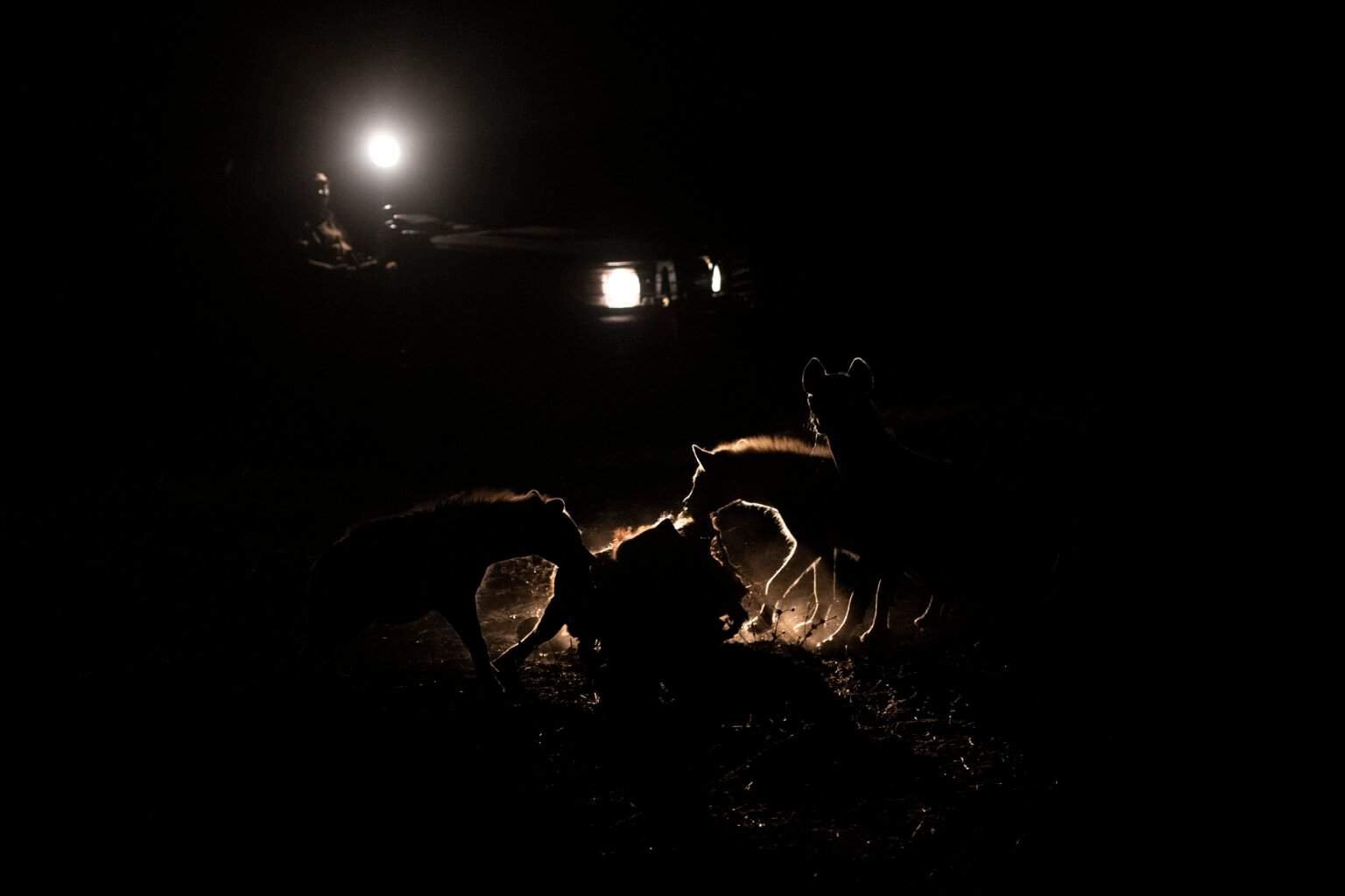 The Thrill Of Night Safaris And Nocturnal Wildlife In Africa | The ...